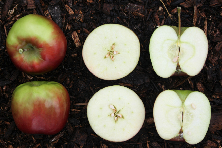 Apple Care & How-To - Washington Apples